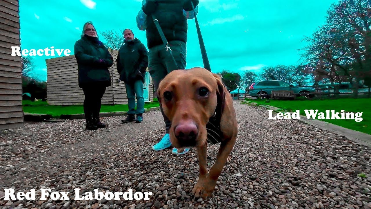Incredibly Nervous Red Fox Lab - YouTube