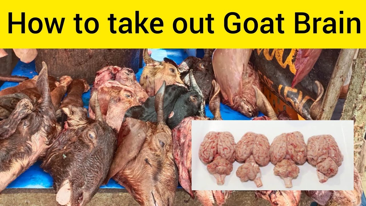 How To Take out Goat Brain - YouTube