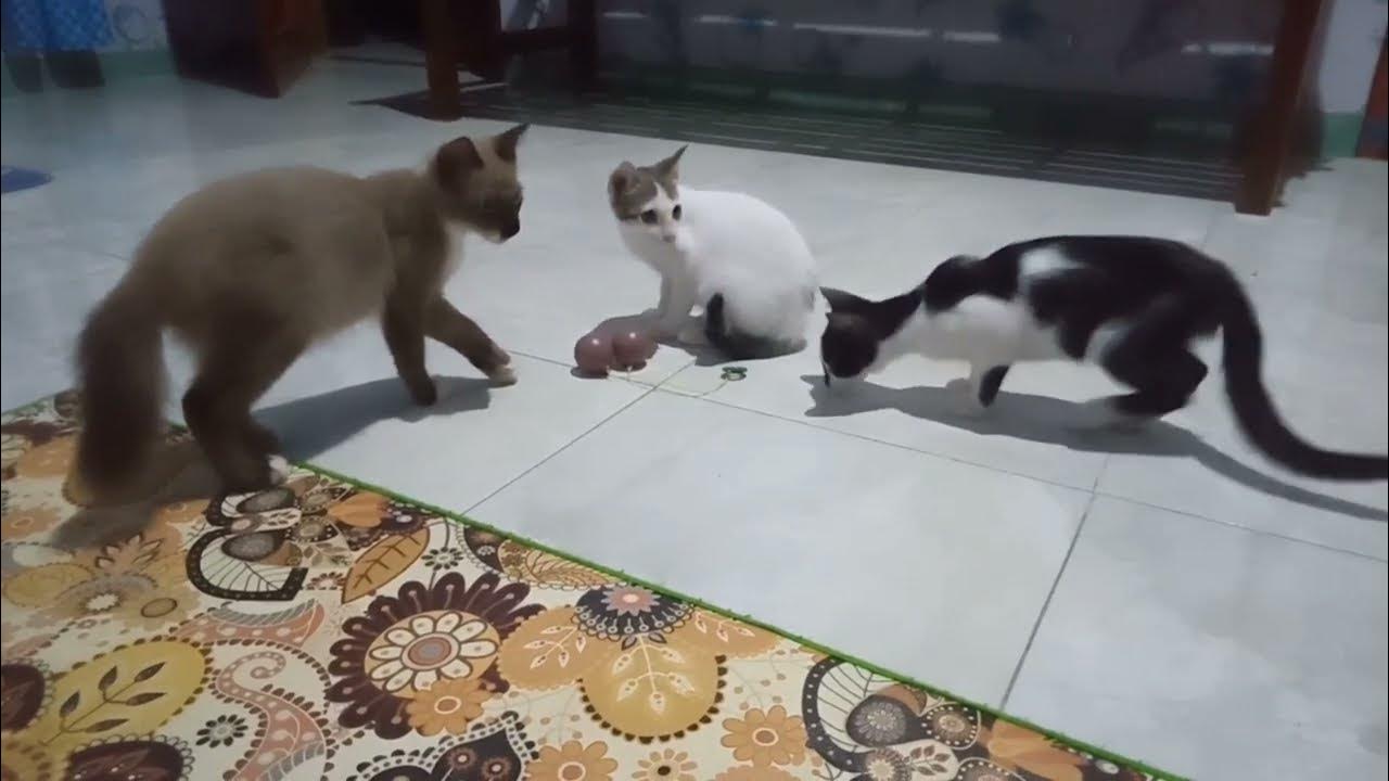 KUCING LUCU BERMAIN LATO LATO || FUNNY CAT - YouTube