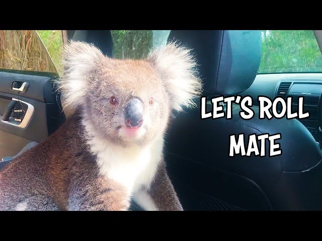 Car Dirving Kola The Animal