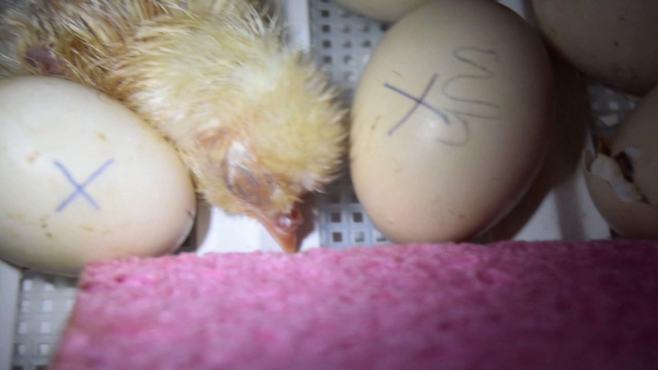 Chicks Hatching Update- Incuview Incubator - YouTube