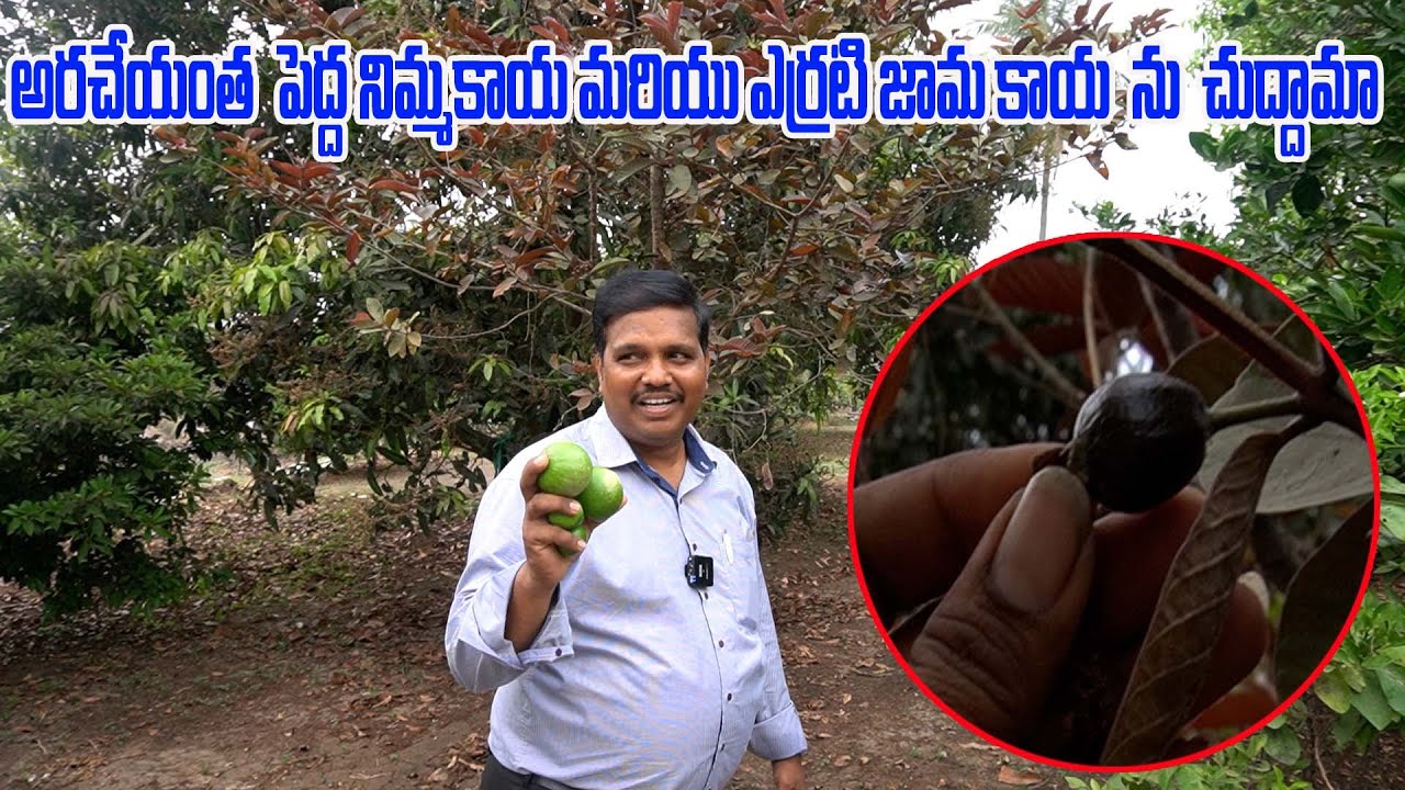 Taiwan lemon tree !! Red Gauva tree !! D.BAJI !! PRAKRITI MITRA ...