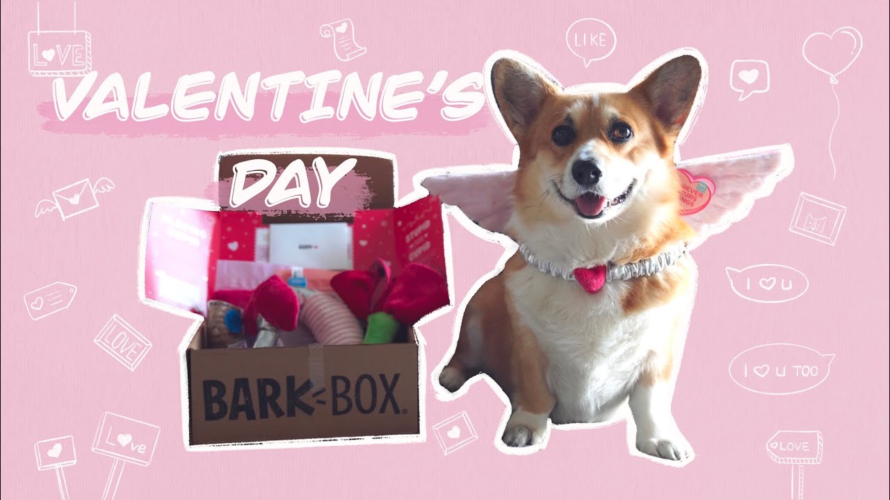Corgi's Valentine's Day Barkbox【Roguto】Vlog1 | 单身柯基的情人节 - YouTube
