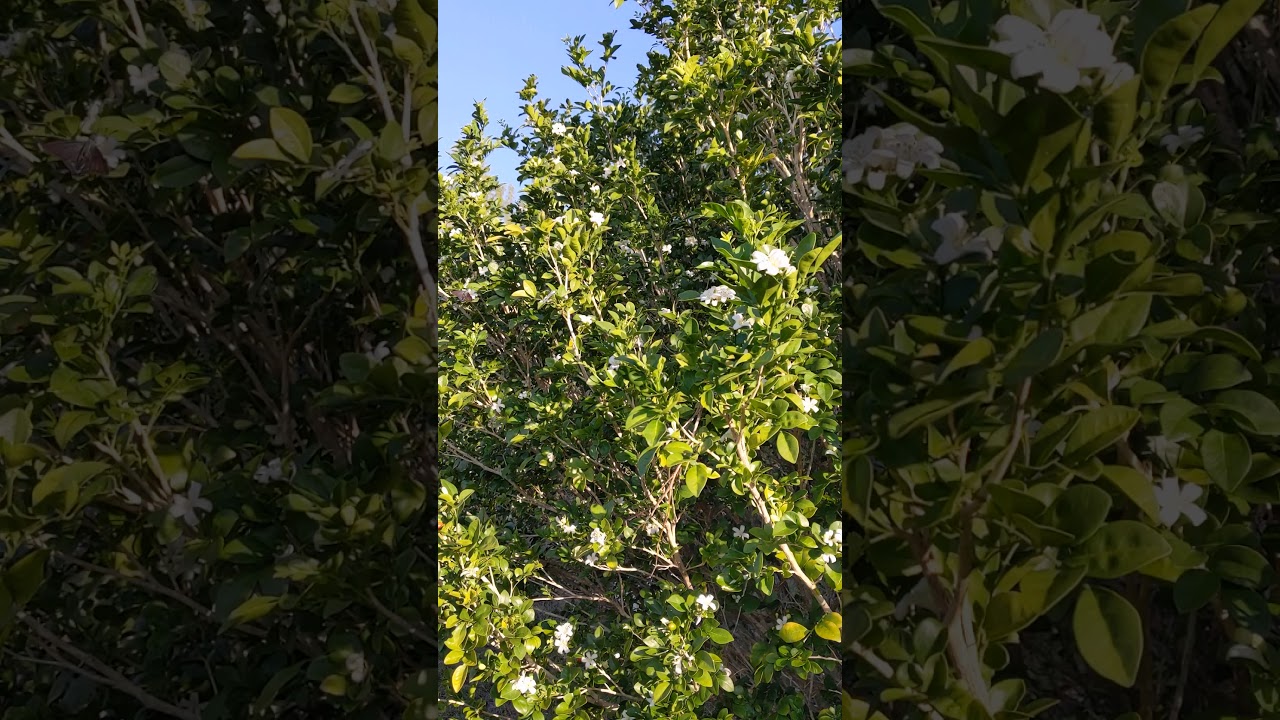 Lake Jasmine - YouTube