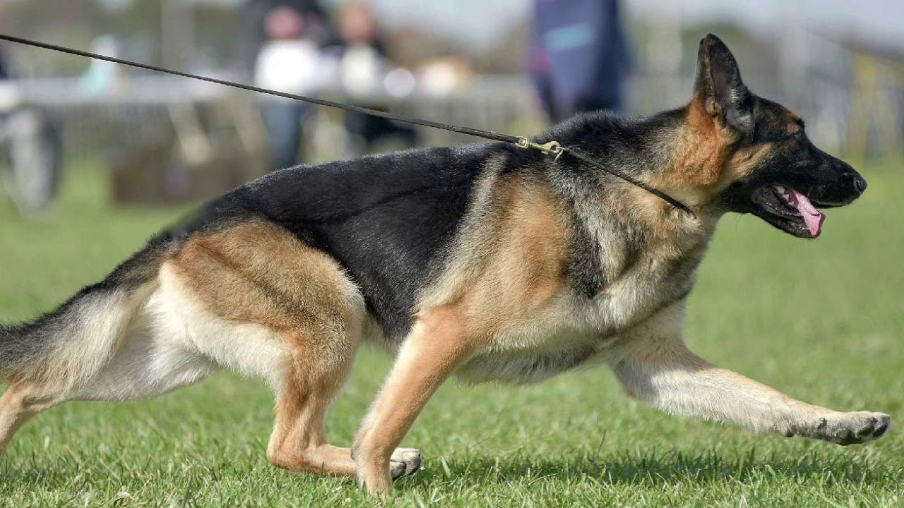 Sami Gergits Memoir - YouTube