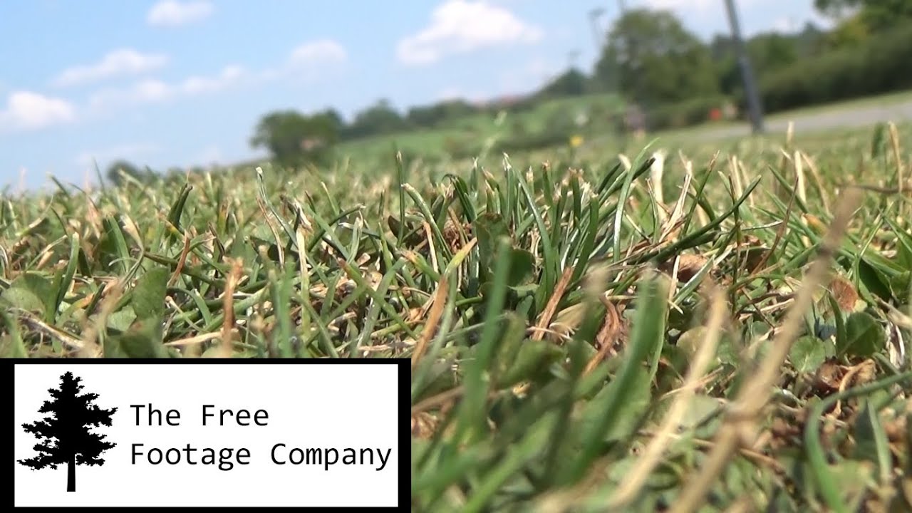 Camera in grass free stock footage - No audio, daylight, Full HD - YouTube