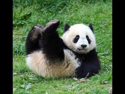 Sevimli Pandaların En Komik Halleri 🐼 #animals #funny #panda