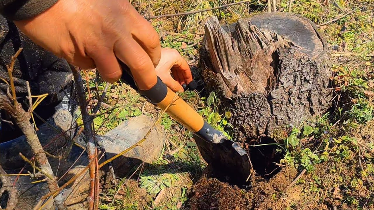Survival Skills: Stove Made from a Tree Stump. Bushcraft #survival # ...