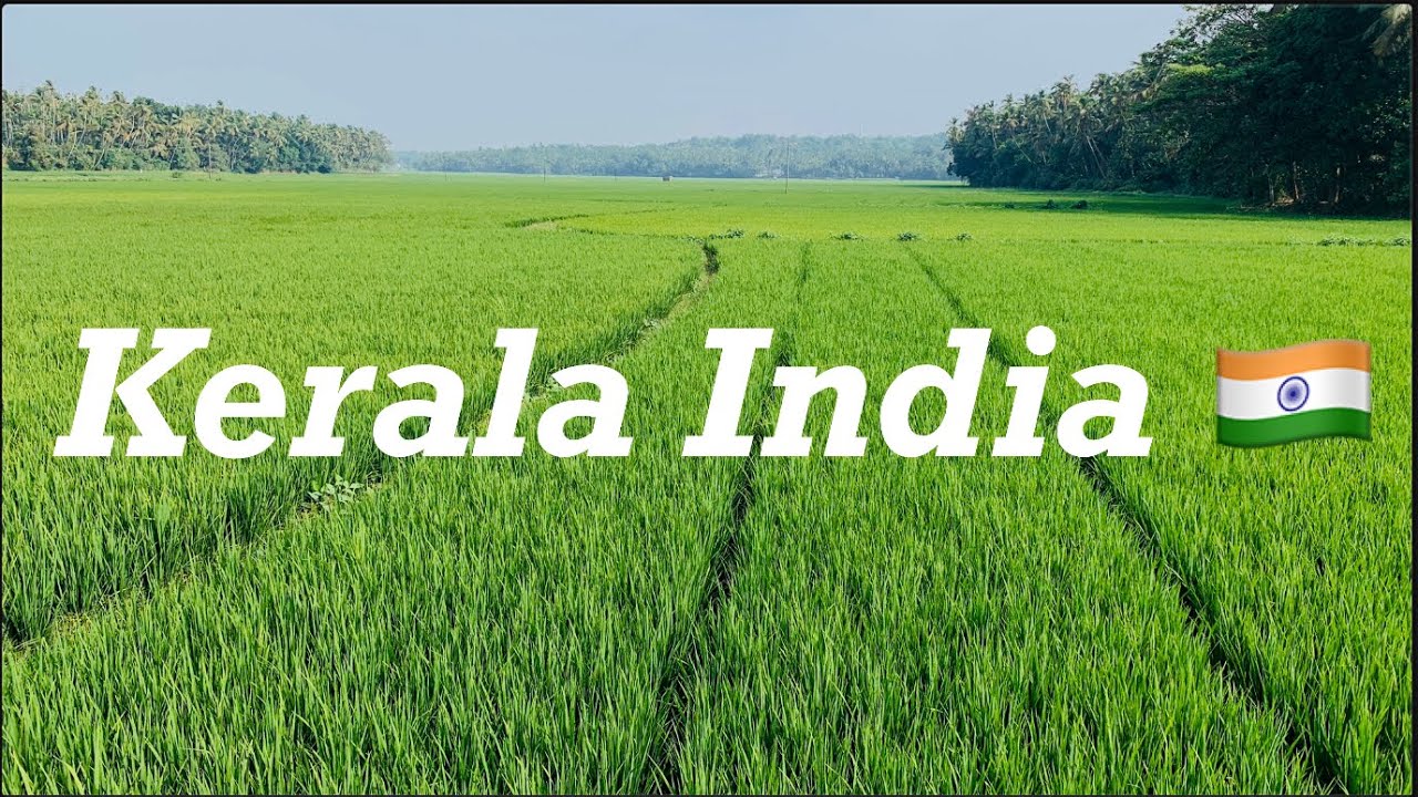 Kerala Rice Field | Kerala Padam | Beautiful Kerala | Kerala Attraction ...