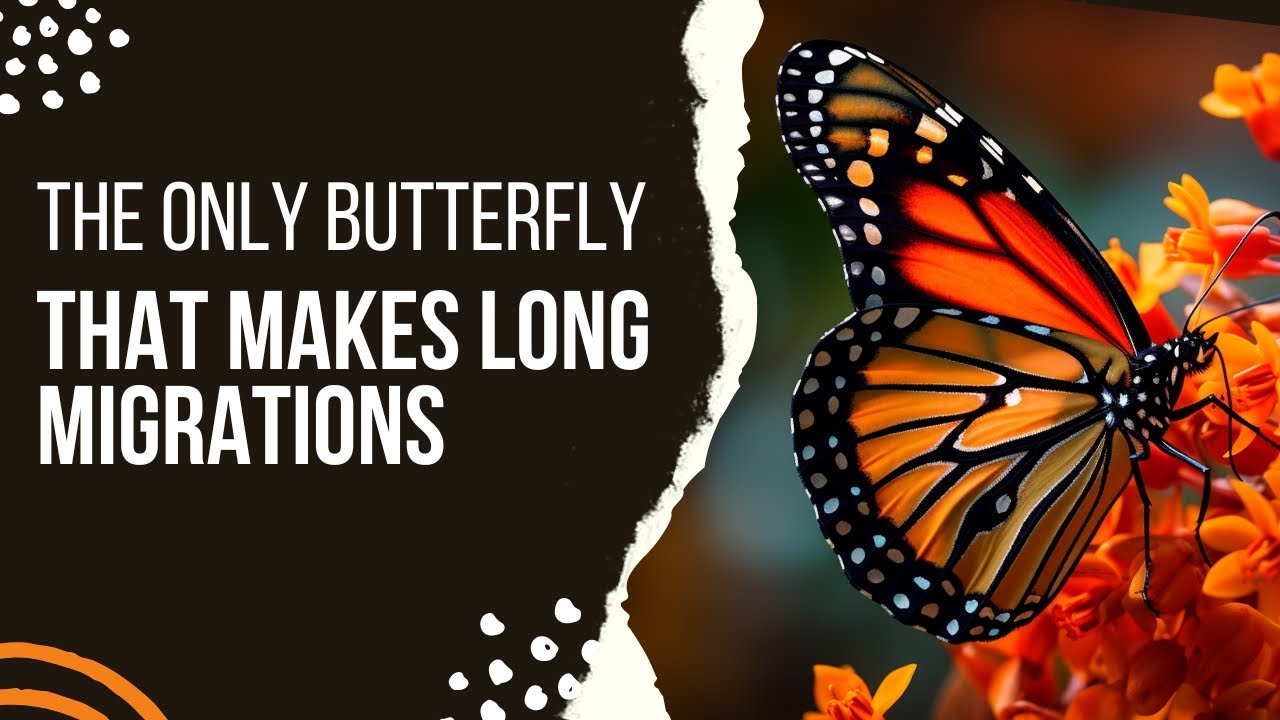 Insect Capable of Traveling 3,000 Miles Each Year - YouTube