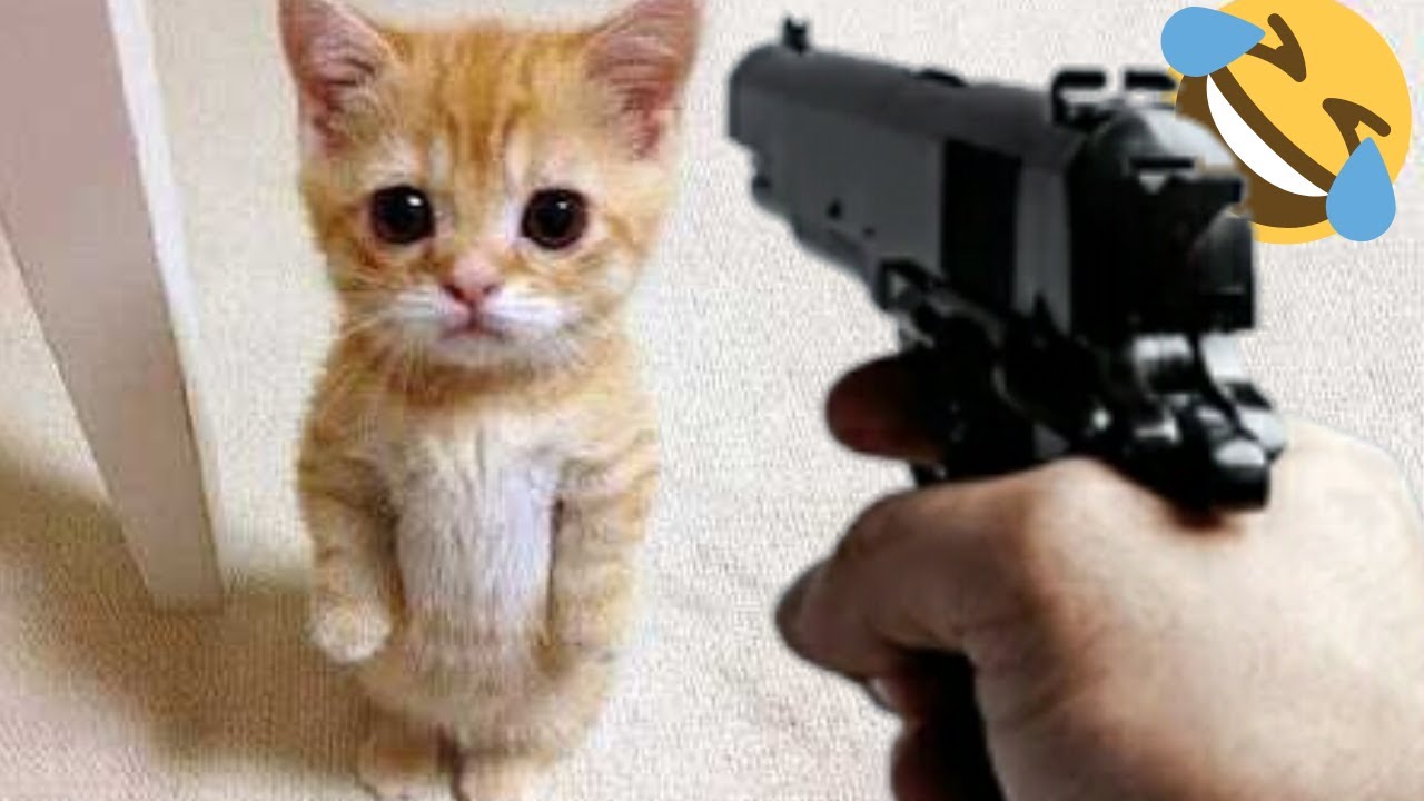 🐱🤣 ¡Los Gatos Más LOCOS y DIVERTIDOS del Mundo! 😂🔥 | No Pararás de Reír ...