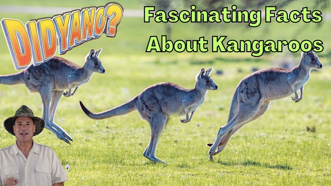 Kangaroos for Kids: Fascinating Facts Exploring the Extraordinary World ...