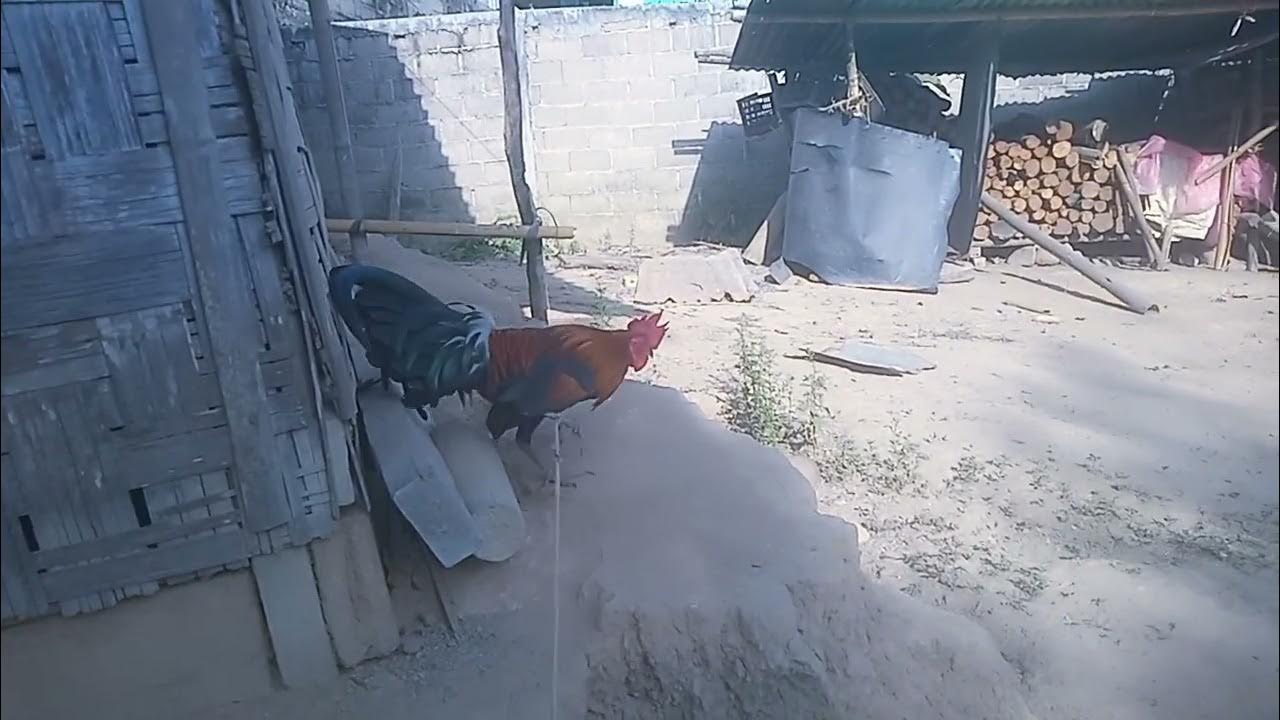 qaib dib 2025 - YouTube