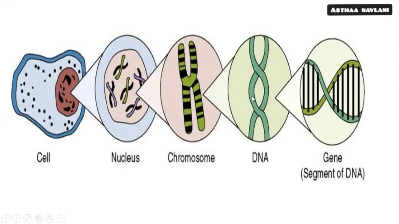 Nucleus and Chromosomes | CELL | Class 9th | Part-06 | Asthaa Navlani ...