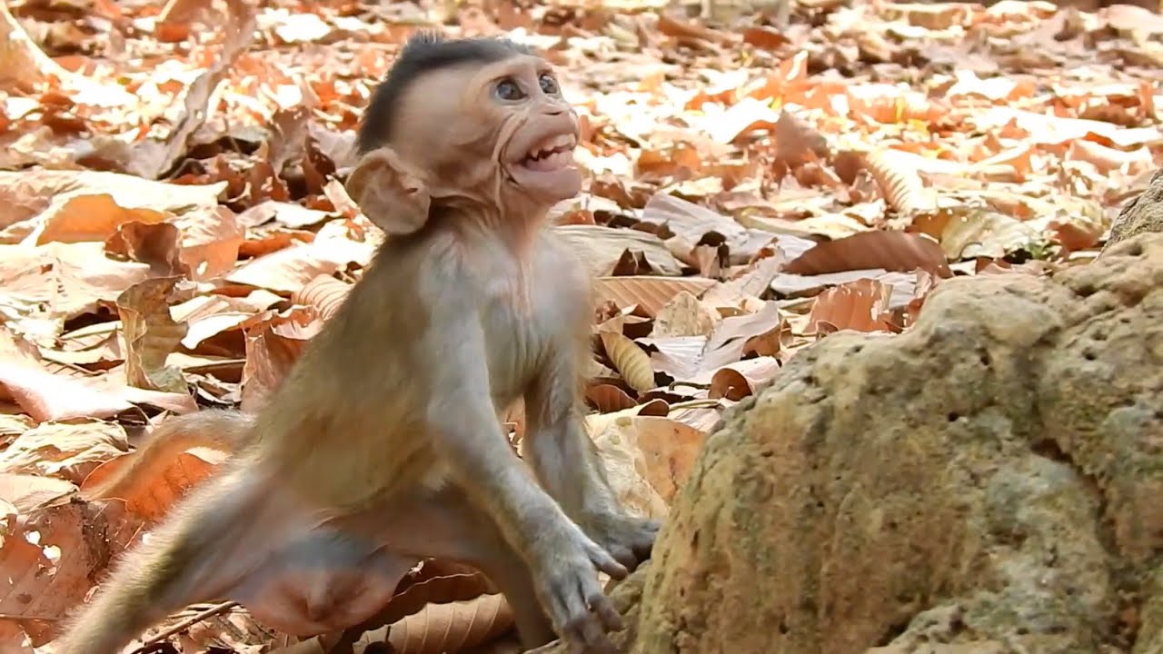 MUCH MILLION PITY BABY MONKEY SCREAMING LOUDLY AND SCARING AFTER LOSING ...
