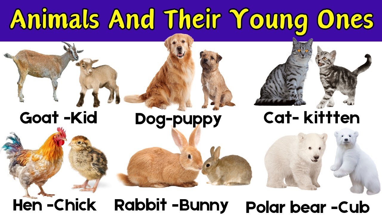 Animals And Their Young Ones | Animals And Their Babies Names For Kids ...