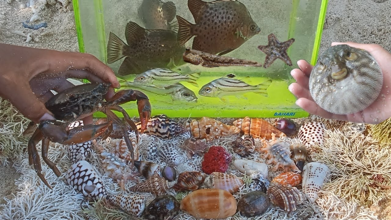 Seek and Find Puffer Fish, Hermit Crabs, Star Fish, Kepiting, Siput ...