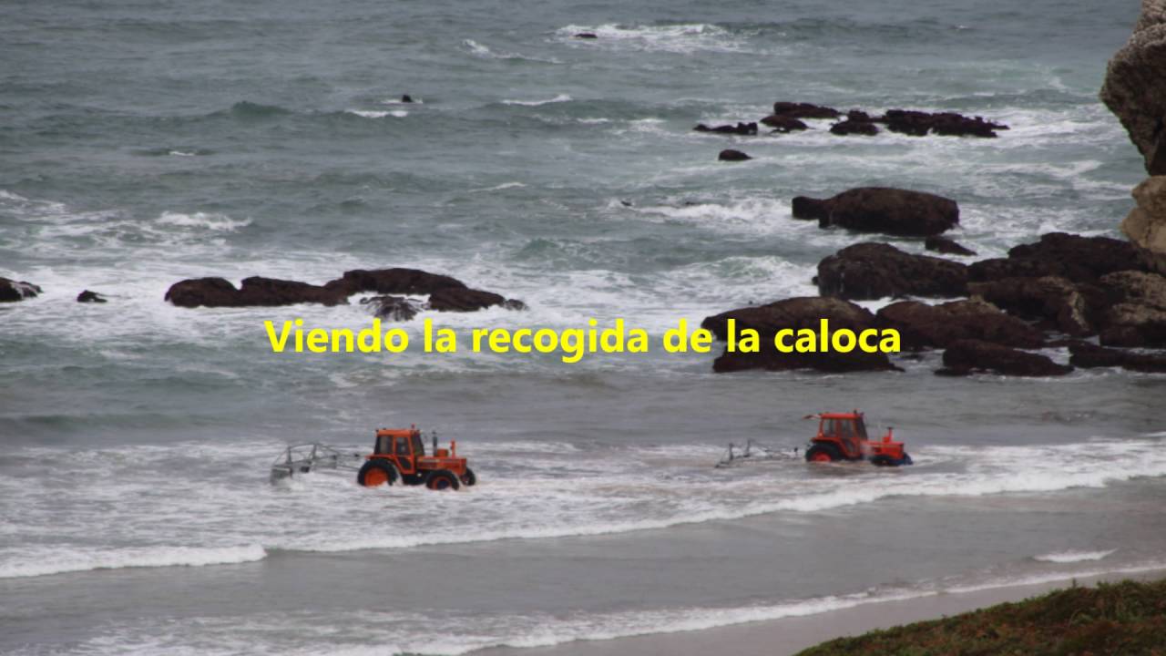 Recogida de la caloca en San Vicente de la Barquera - YouTube
