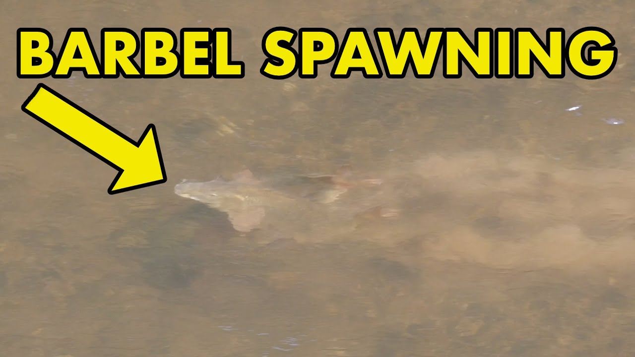 Barbel Spawning from the Riverbank - YouTube