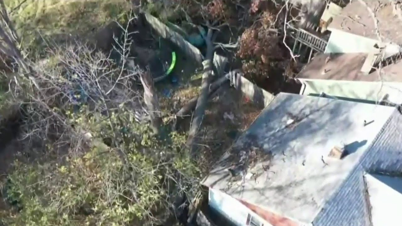Detroit man calls for help after massive tree falls in his backyard ...