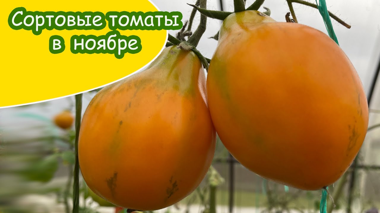Сортовые томаты 1 ноября / Сезон по томатам закрываю / Минская область ...