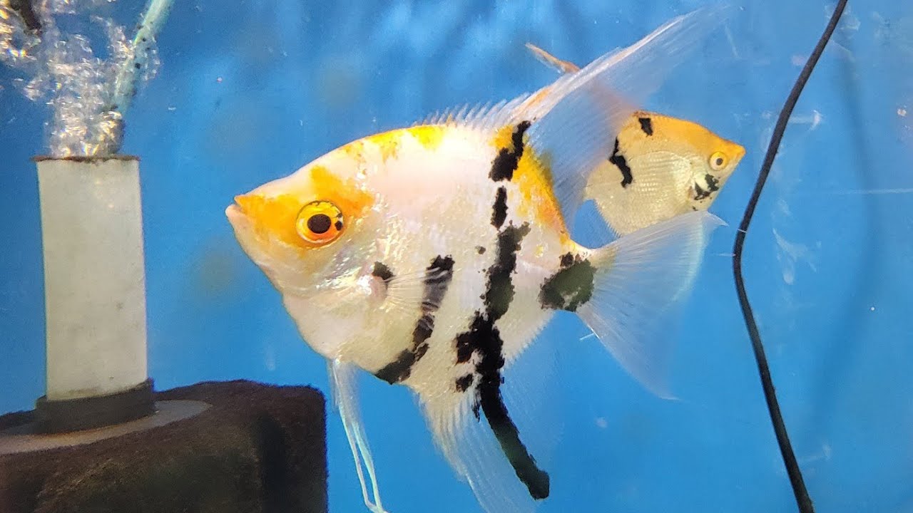 LARGE Unboxing with Dan & Megan! LOTS of new fish and plants! - YouTube