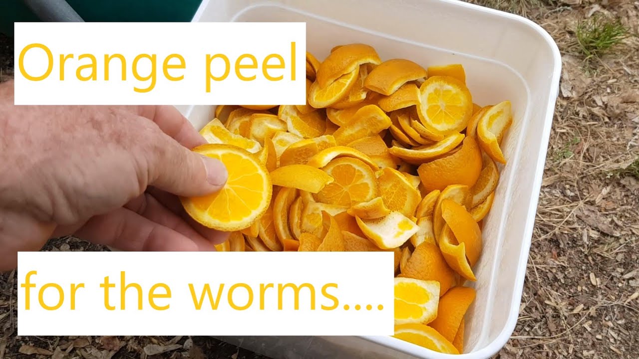 Extreme citrus worm food test! How do things turn out with a bucket of ...