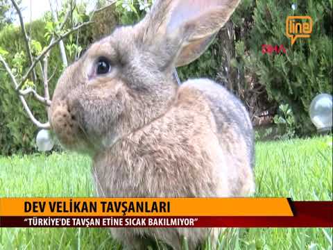 Dev Velikan tavşanları