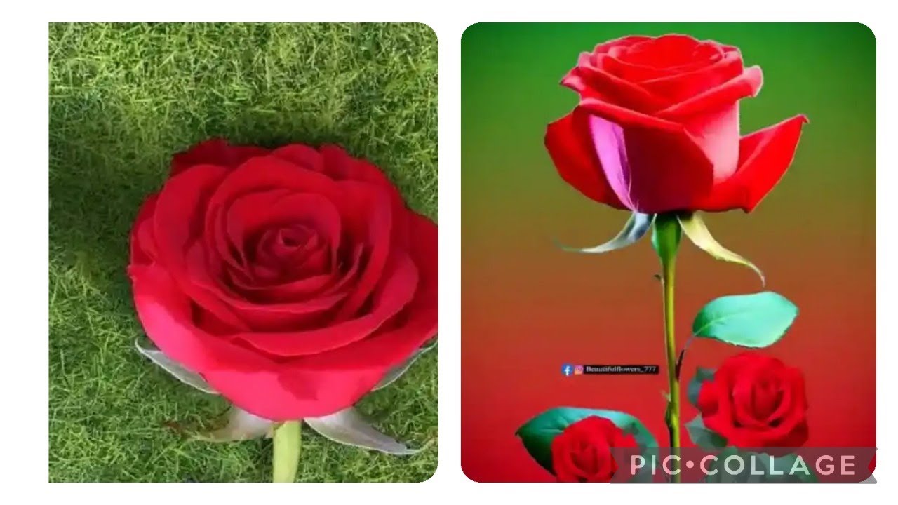 Kennani ababoo shamare malifi gamchisa 🌹🌹🌹 - YouTube