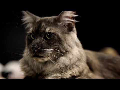Uluslararası Kedi Yarışması: Avrupa'nın 'en güzel kedileri' Sofya'da buluştu