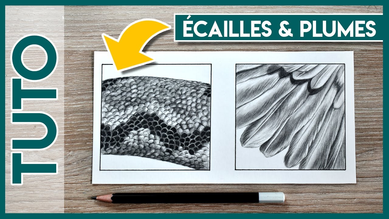 Tuto dessin, dessiner des écailles et des plumes - YouTube