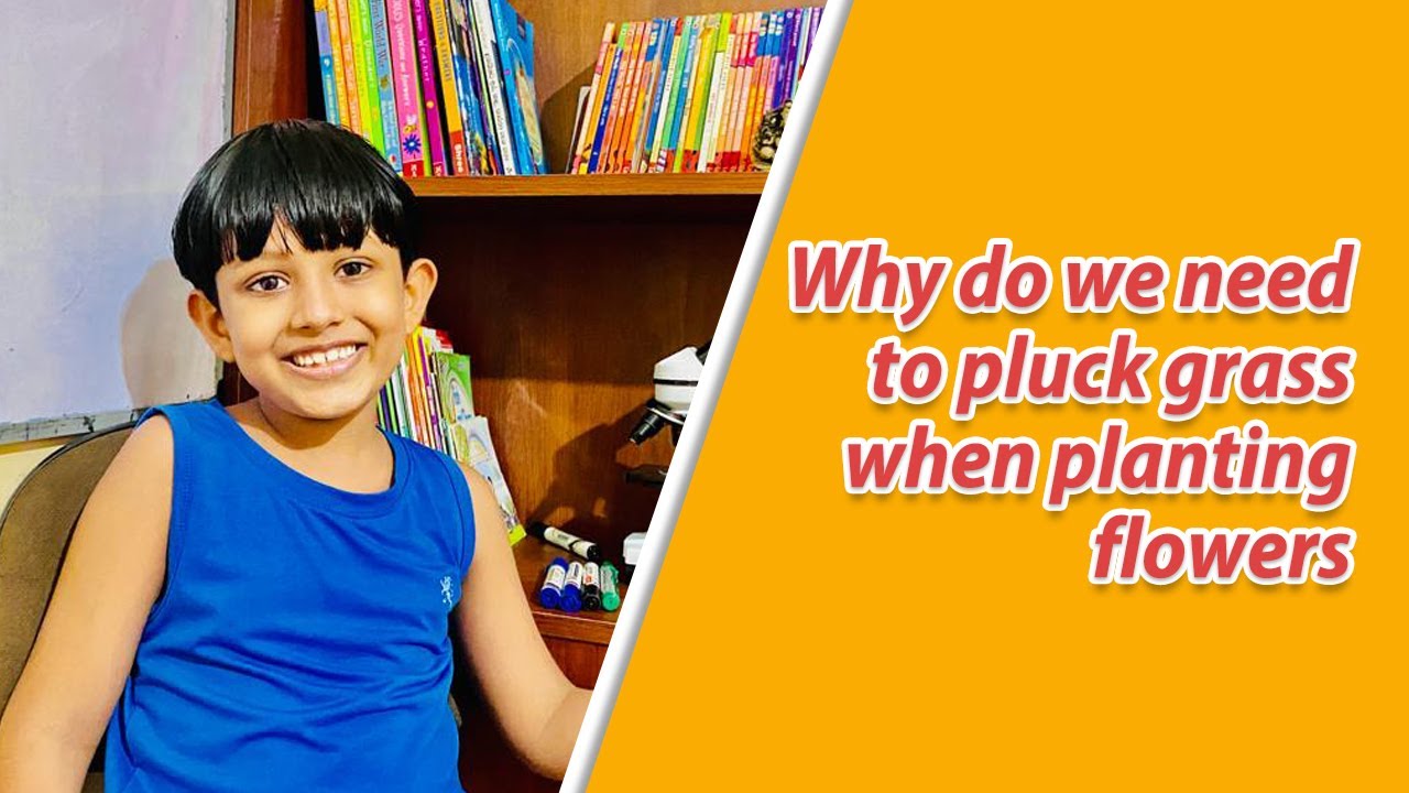 Why do we need to pluck grass when planting flowers | Savein's ...