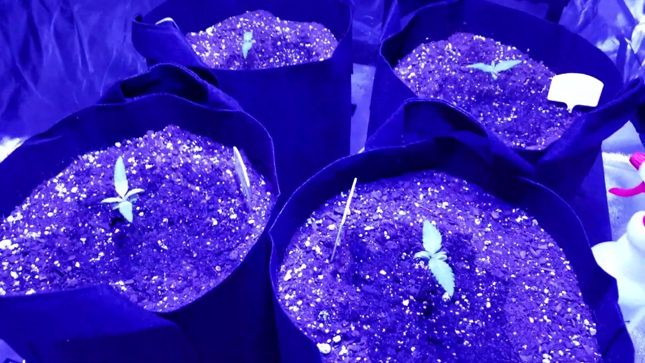 Blue Dream Autoflower series week 2 day 2 - YouTube