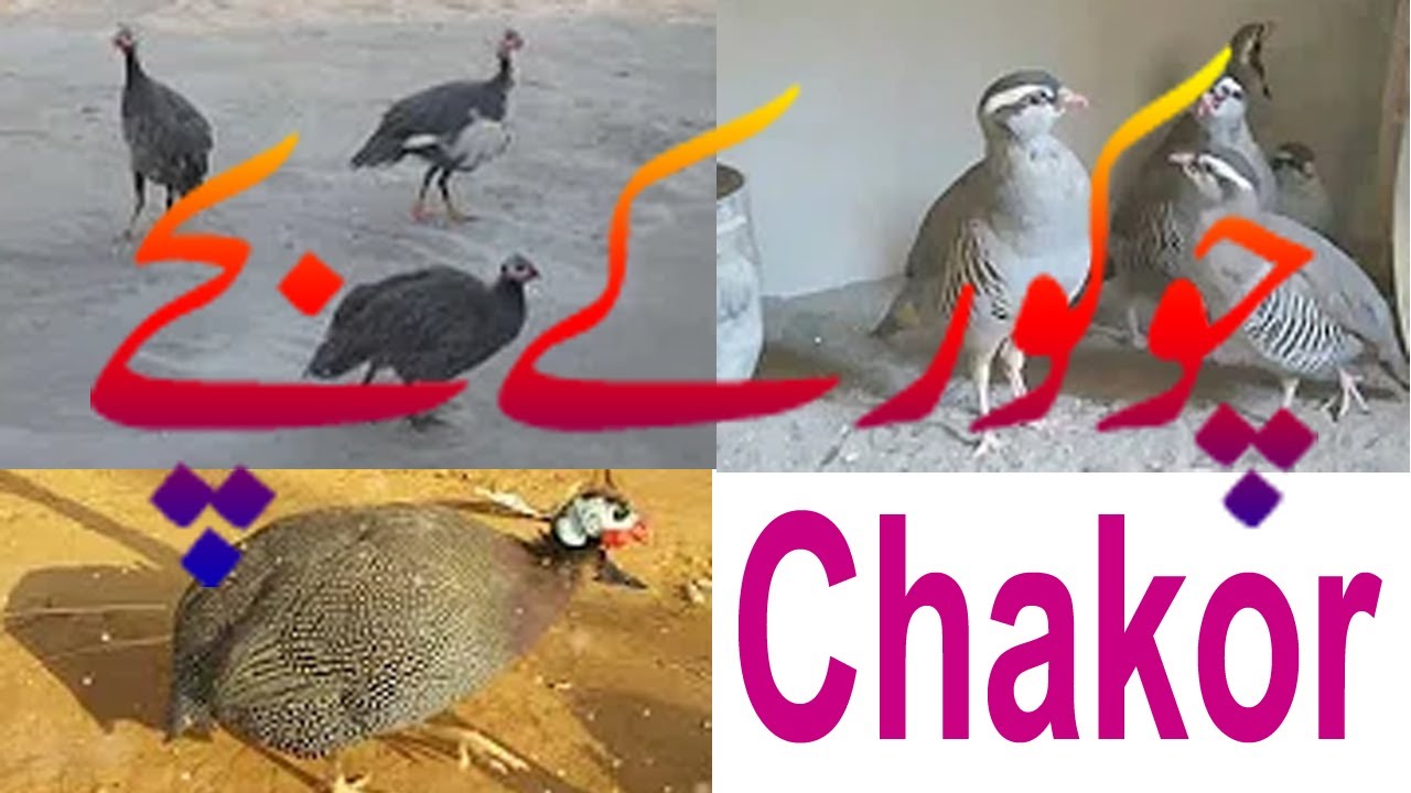 chakore | chakore ke bachy | bachy | bache | chakoro bird ke bachy ...
