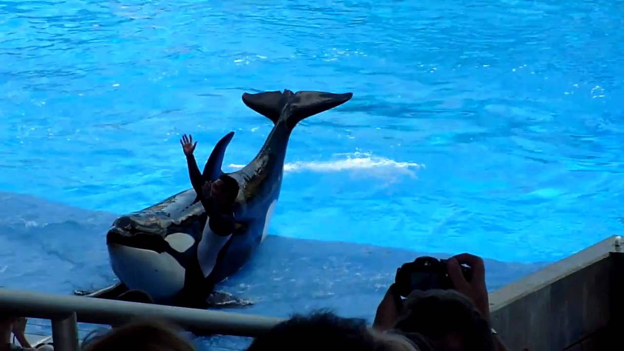 SeaWorld Orlando, Shamu, Believe Show - YouTube