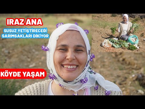 İŞTE O BEKLENEN VİDEO GELDİ ❗ SUSUZ SARIMSAK MI OLUR ❓ Köyde Yaşam Var | Köy Hayatı | Günlük Vlog