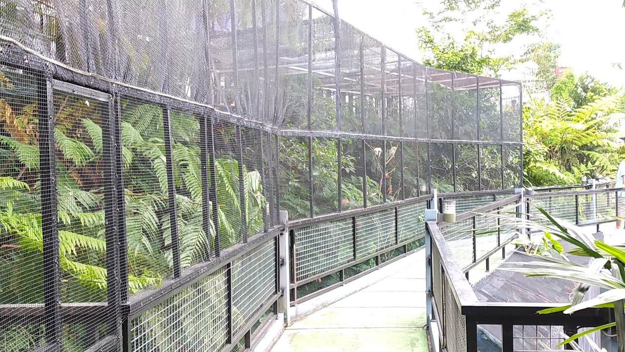 AVIARY DILERENG TEBING DENGAN PEMANDANGAN SUPER KEREN - YouTube