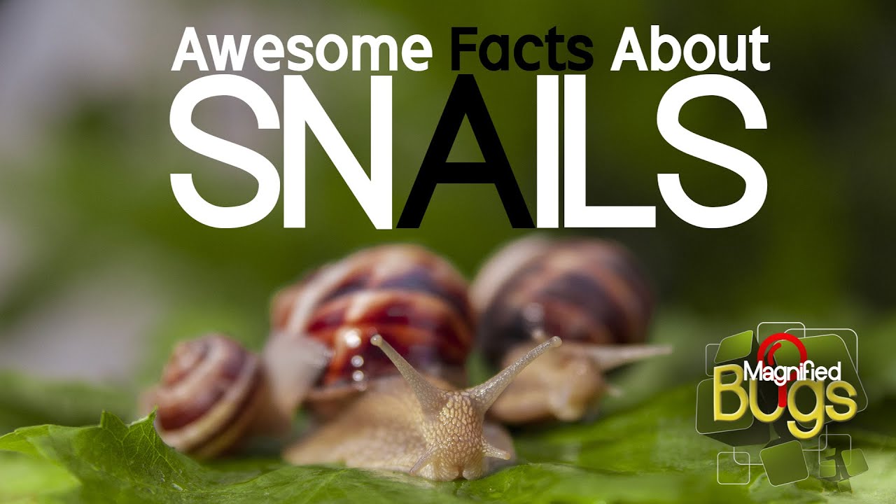 Amazing Facts About Snails Magnified Bug s YouTube Amazing Facts About Snails Magnified Bug s YouTube