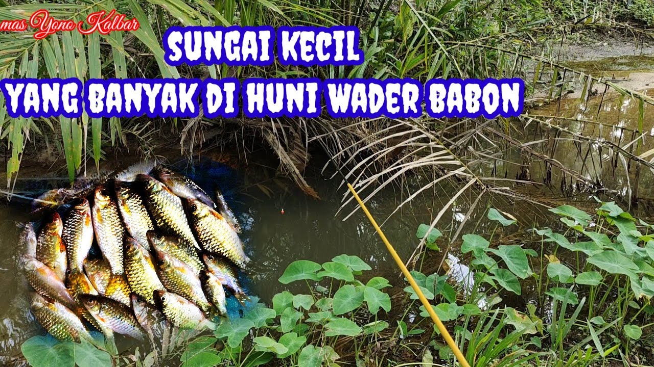 MANCING WADER BABON DI SUNGAI KECIL - YouTube