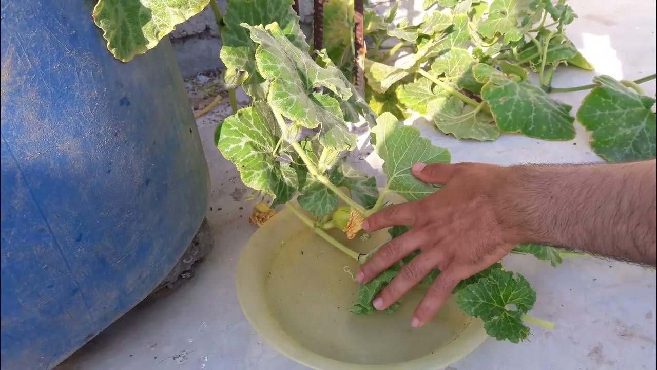 معلومات مهمة حول زراعة القرع الأحمر اشتراكبالقناة Youtube