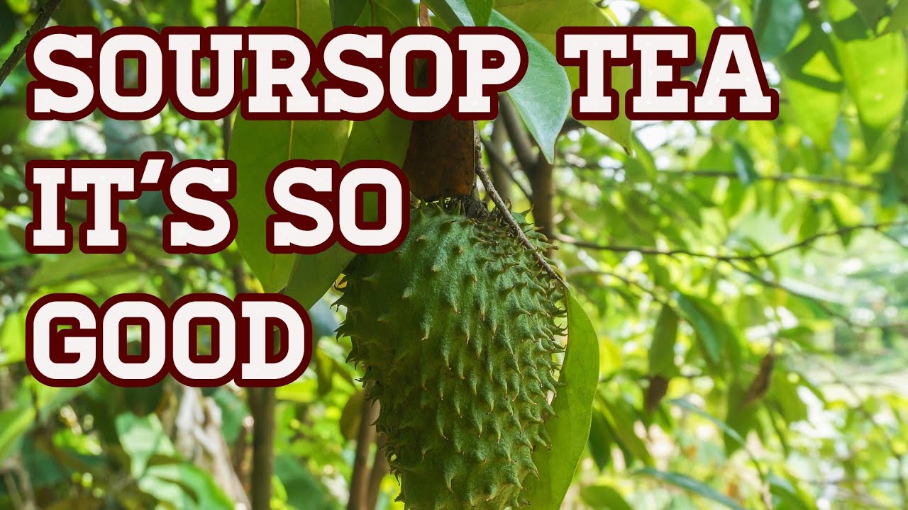 How to make perfect Soursop tea, great health benefits. - YouTube