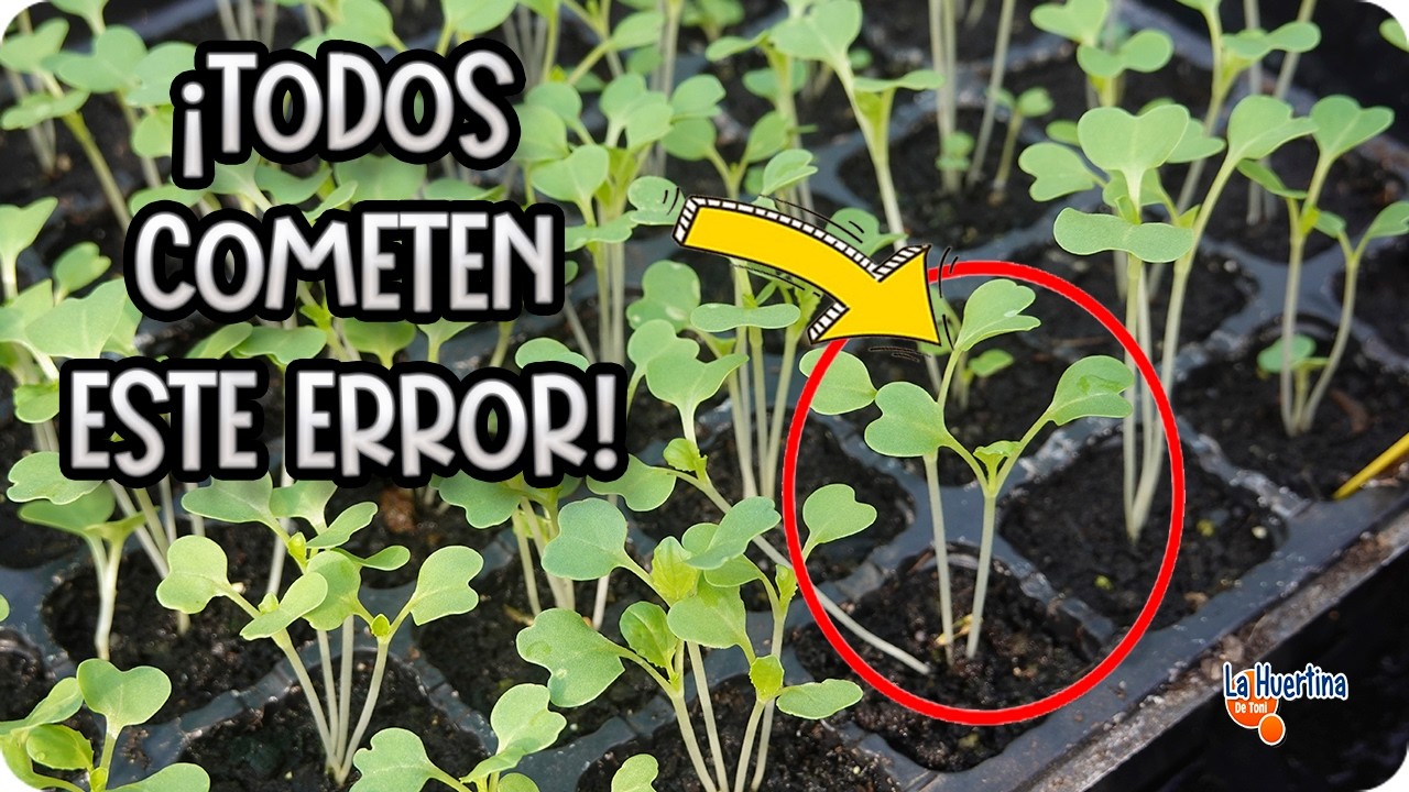 ¿Tus Plantas Crecen Débiles y Estiradas? Aprende Cómo Evitarlo || La ...