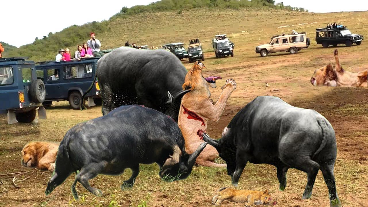 Wild Buffalo Fight The Ferocious Lion To Survive In The Terrifying Hunt ...