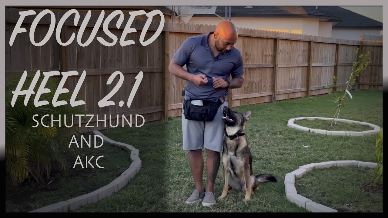 Focused Heel 2.1 : Schutzhund BH-VT and AKC Beginner Novice - YouTube