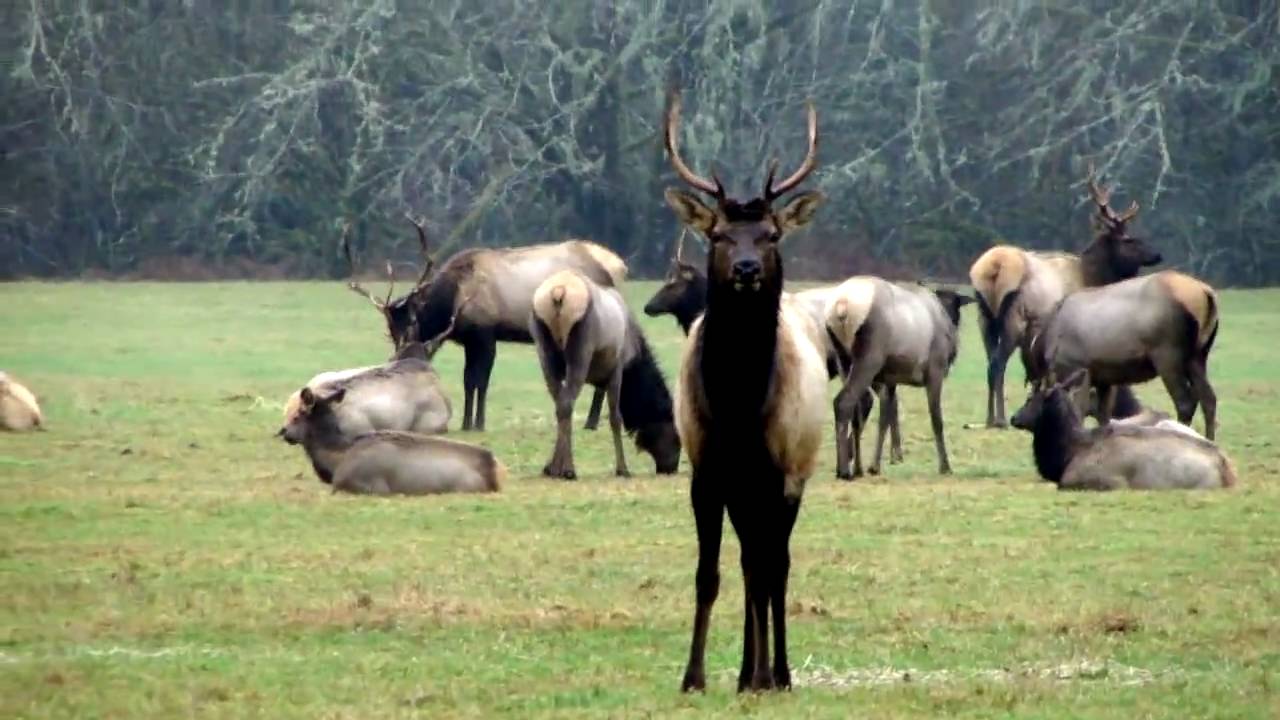 Elk at Jewell Oregon Wildlife Refuge - YouTube