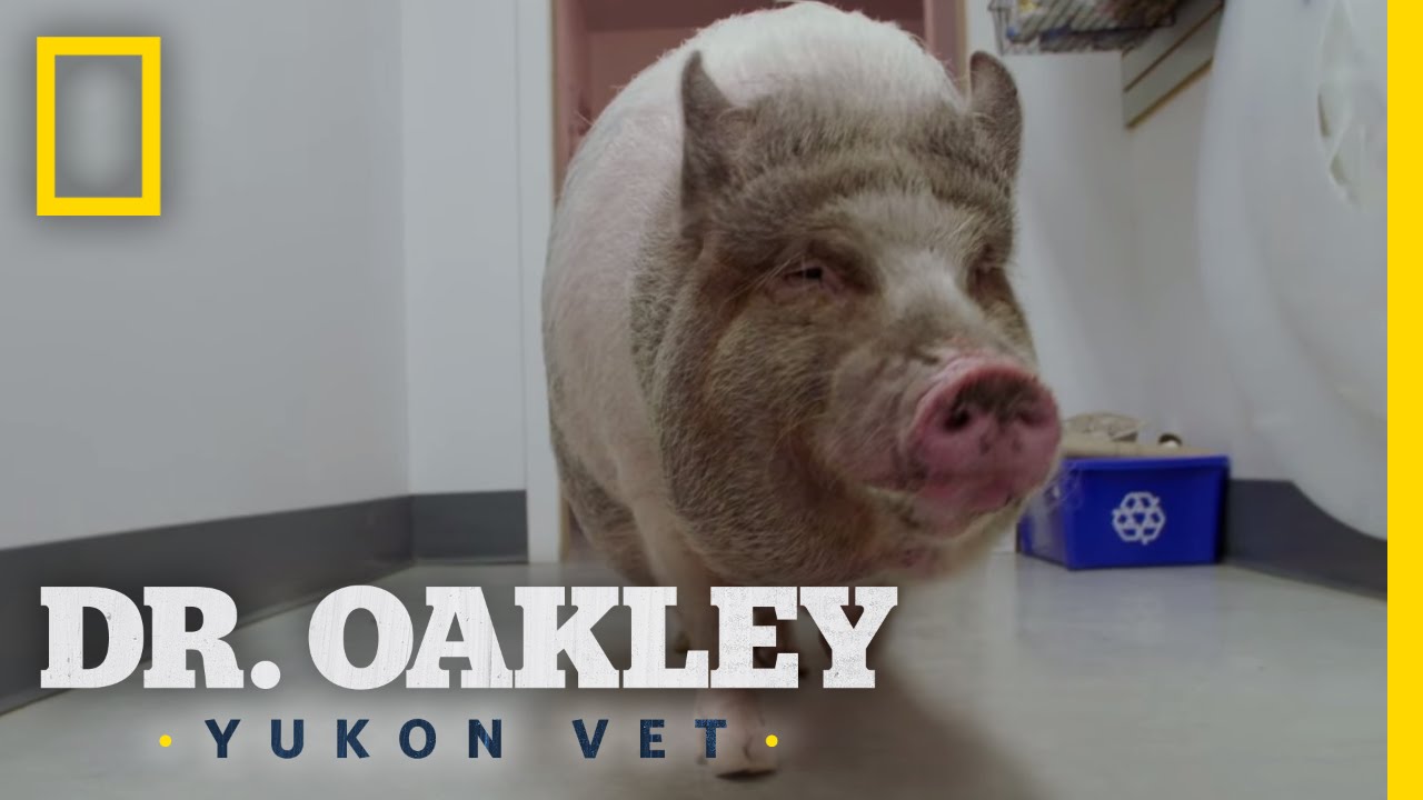 Mo' Pig, Mo' Problems | Dr. Oakley, Yukon Vet - YouTube