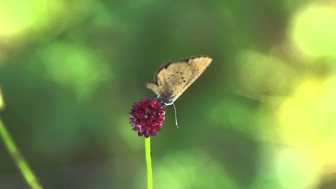 Modrásek bahenní - Maculinea nausithous - YouTube