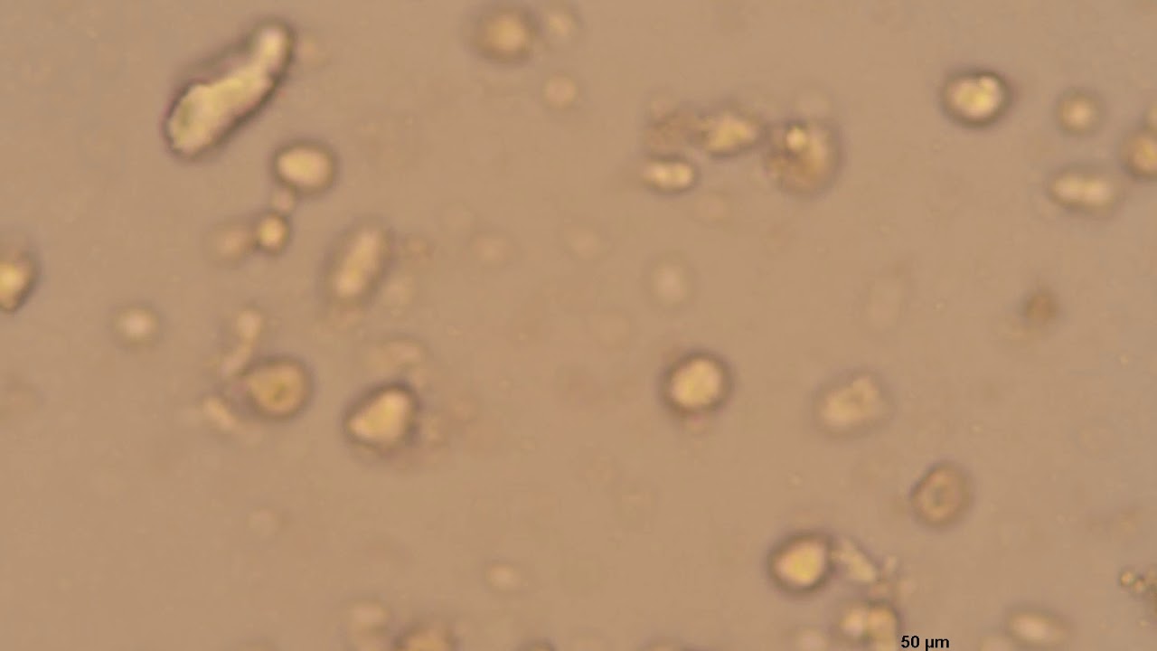 UV050 40x cell - YouTube