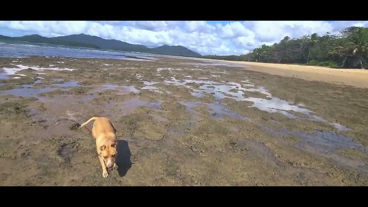 Reef walking on Kings Reef. - YouTube