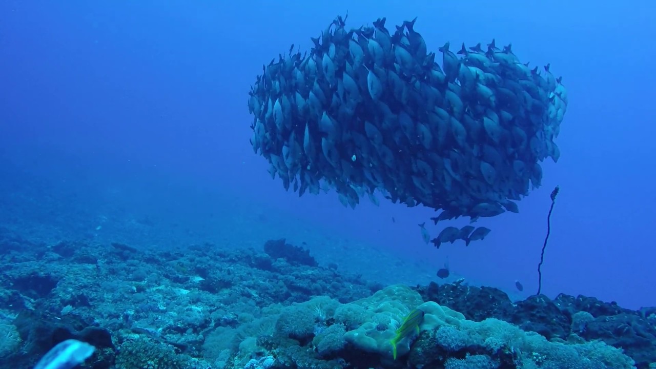 Biodiversity at 30m depth - YouTube